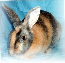 NW Harlequin Rabbit Breeders