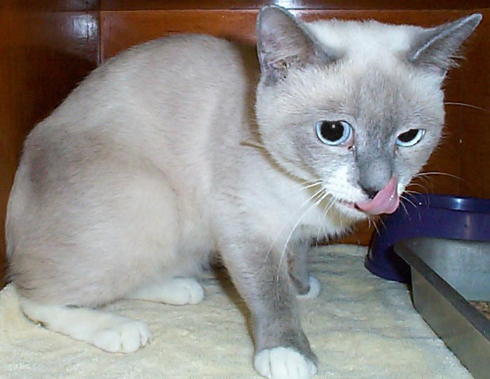 New York City Siamese Rescue - Cat List Page 1