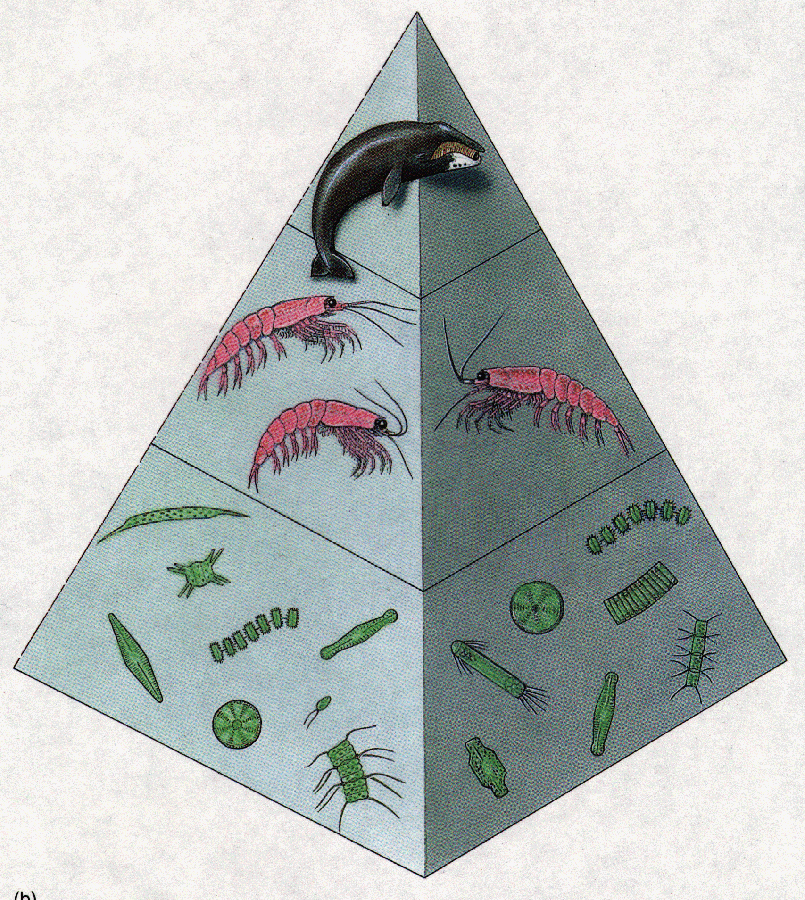 Ocean Food Chain Pyramid