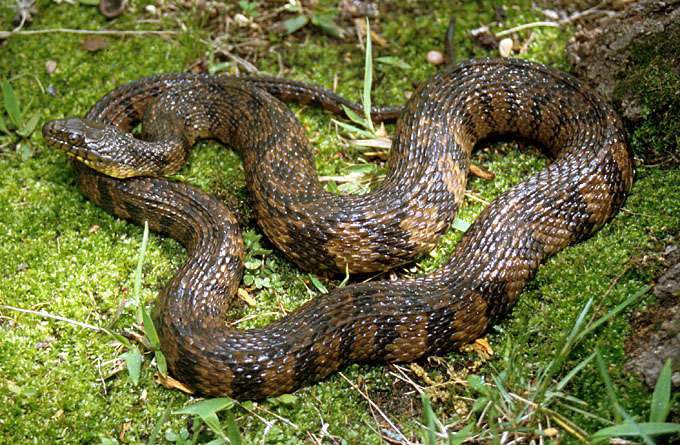 diamondbackwatersnake