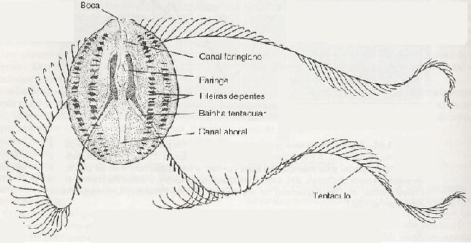 Ctenóforos / Corpo birradial