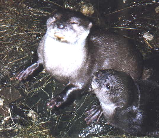 Otter's Pond- Picture Island