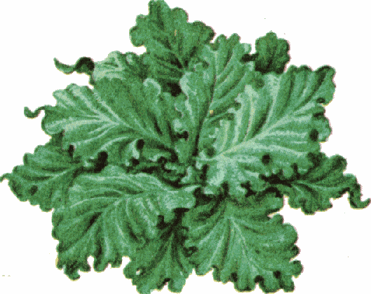 Arthur's Free Color Vegetable Clip Art Page 1