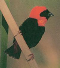Red bishop