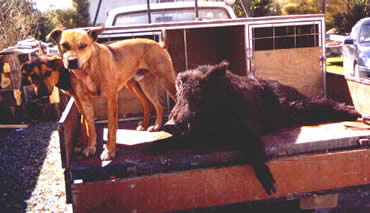 Australian Pig and Hog Hunting Rave Photo Page 22