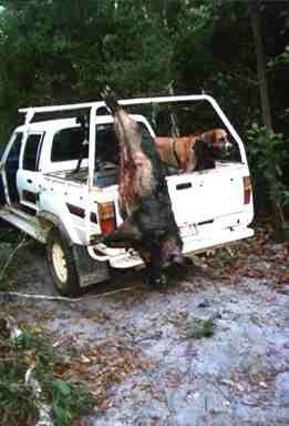 Australian Pig and Hog Hunting Rave Photo Page 4