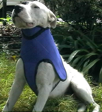 Australian Pig and Hog Hunting Pig Dog Collars