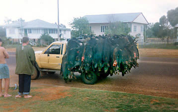 Australian Pig and Hog Hunting Rave Photo Page 19