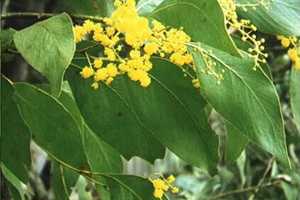 Australian acacias - wattles