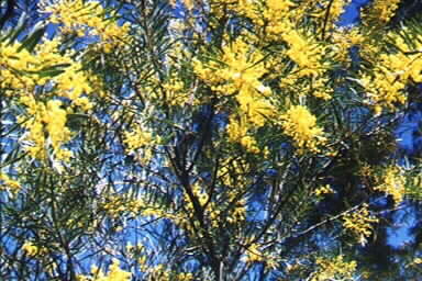 Australian acacias - wattles