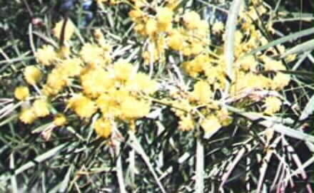 Australian acacias - wattles