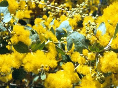 Australian acacias - wattles