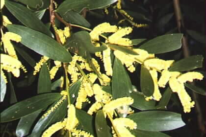 Australian acacias - wattles
