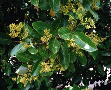 Alectryon coriaceus - Beach Bird's Eye
