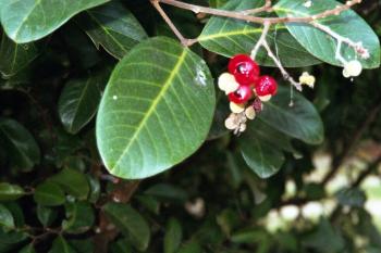 Alectryon coriaceus - Beach Bird's Eye