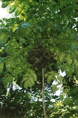 Balacat Tree The Land Of Balacats