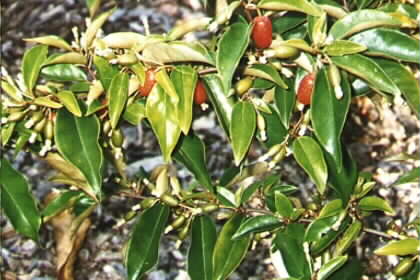 Australian plants photographs D to E