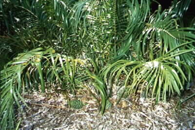 Australian Plants photographs names i to p.