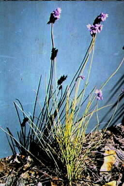 Australian Plants photographs and descriptions from q to z.