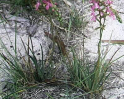 Australian Plants photographs and descriptions from q to z.