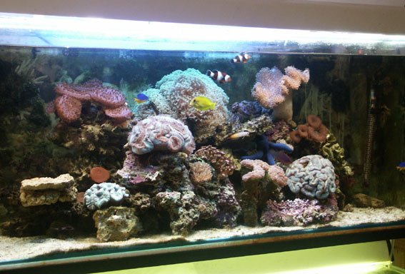 Brian Choo's Aquarium Page