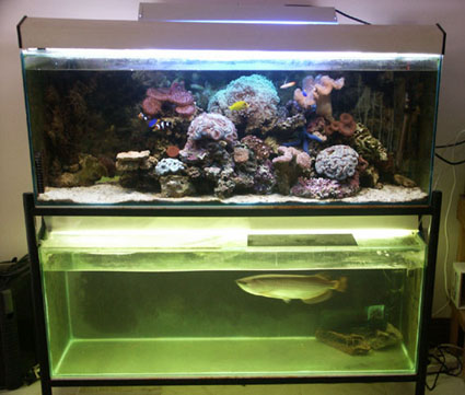 Brian Choo's Aquarium Page