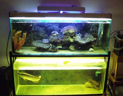 Brian Choo's Aquarium Page