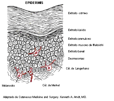 Membrana basal; Lâmina Basal