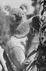 曾經分成許多種類的無尾熊 , 至今只剩下一類 . 從殘存的化石中 ,科學家