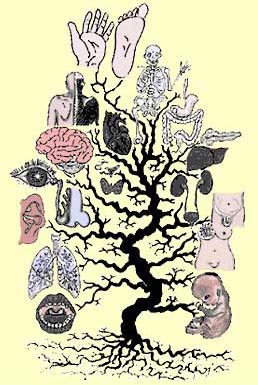 Basics of Su Jok Therapy