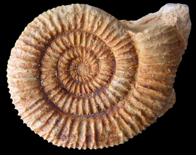 Perisphinctes sp