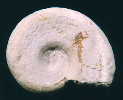 Neolissoceras grasianum