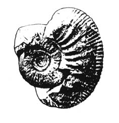 Los ammonites ammonitina de las Sierras Subbéticas Cordobesas en el ...
