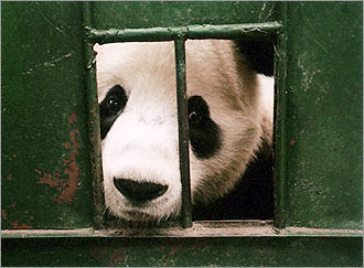 Ami's Panda Patch-Image Gallery-Real Giant Pandas-Caged