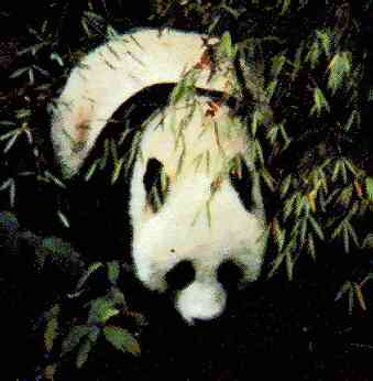 Ami's Panda Patch-Image Gallery-Real Giant Pandas-Dark