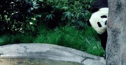Ami's Panda Patch-Image Gallery-Real Giant Pandas-Hide