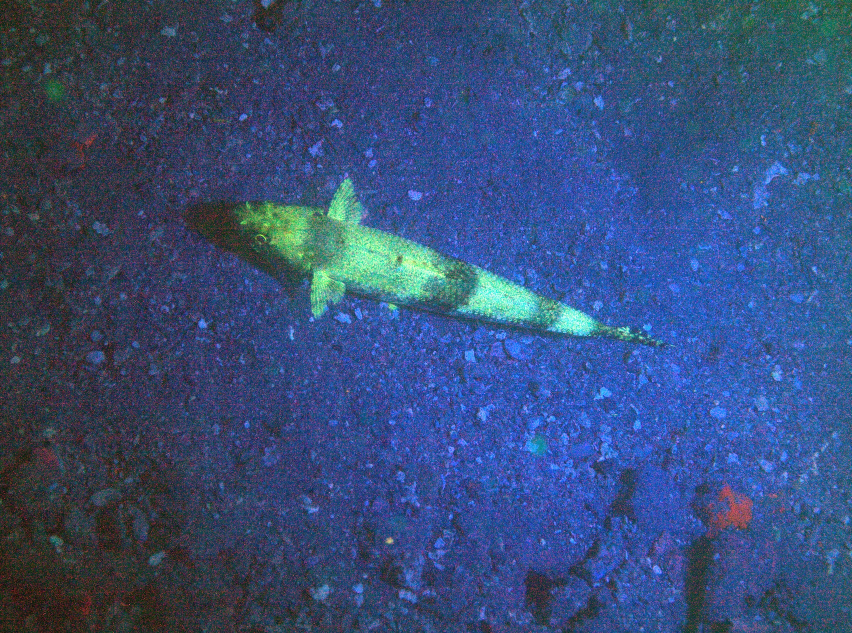 Paper 1732 Application Examples