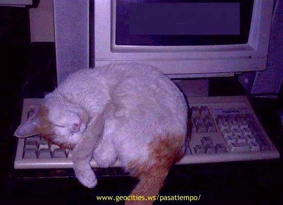 Mi gato "Canelo": Gato regalón. Gato dormilón. Fotos 1 y 2. Pasatiempos ...