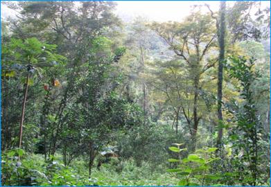 Pawi Study Group: About the Pawi