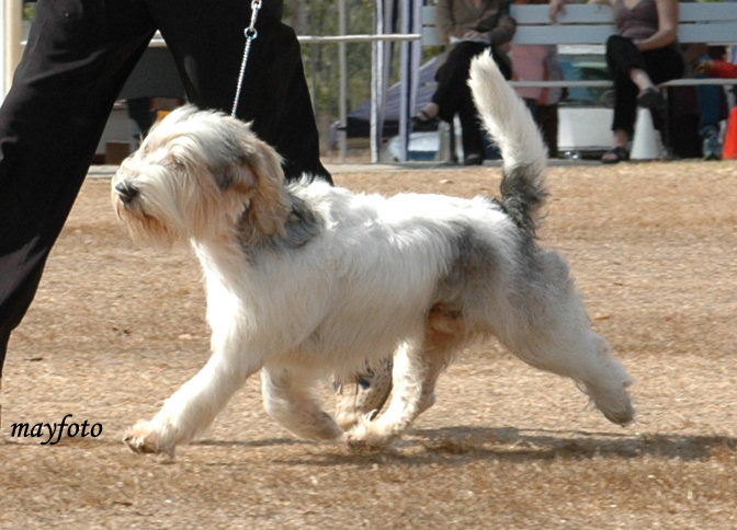 PBGV State Winners 2006