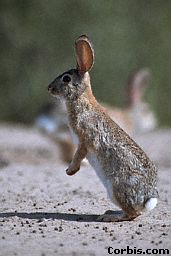 rodents and rabbits of the Colorado Plateau
