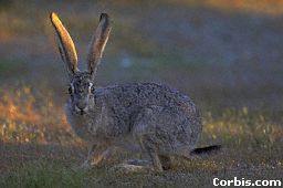 rodents and rabbits of the Colorado Plateau