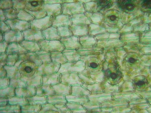 Guard Cells Microscope