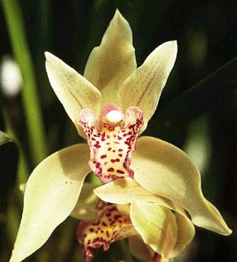 CYMBIDIUM JEAN BRUMMITT - THE REAL THING