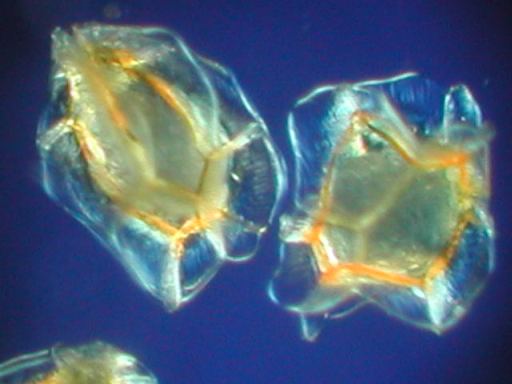 Orchid Seed and Polarised Light