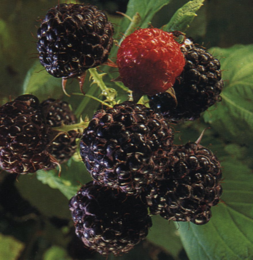 La Framboise Noire at Naomi Hagans blog