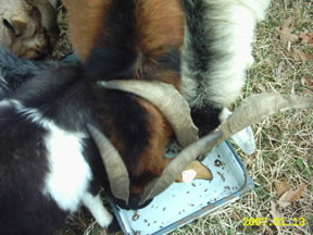 Phantom Farms - Cedar Hill, Tennessee - Photos