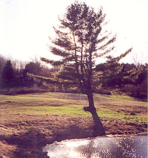 Old Geocities Website–Walk In Memory Lane | sercadia