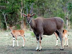 Phofu-pg3-photos-Eland