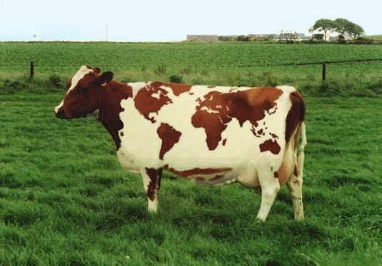 WORLD MAP ON COW'S BODY